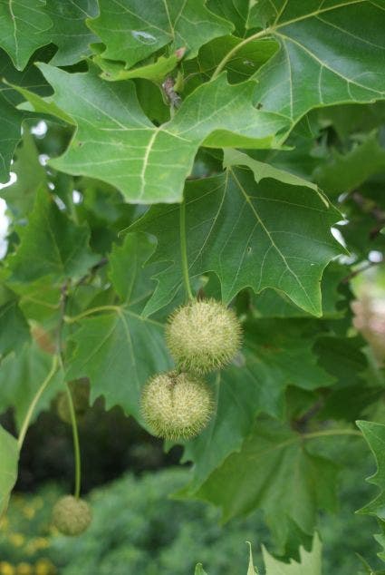 Plataan als leivorm (Platanus hispanica) | Directplant