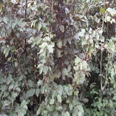 Rode Beukenboom (Fagus sylvatica 'Atropunicea' )