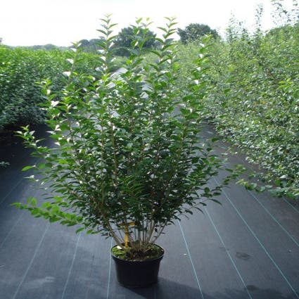 Ligusterhaag (Ligustrum ovalifolium) | Directplant