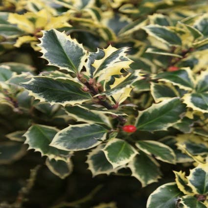 Hulst (Ilex aquifolium 'Argentea Marginata')