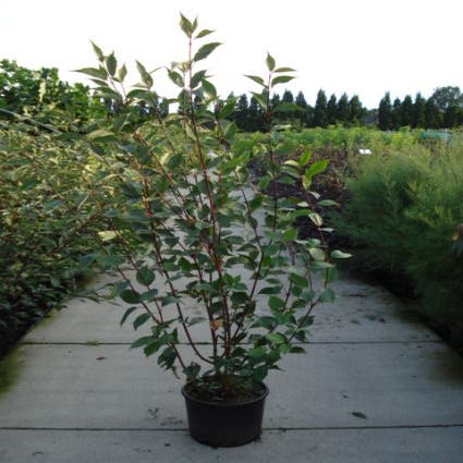 Kornoelje (Cornus alba 'Kesselringii')