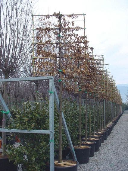 Haagbeuk als leiboom (Carpinus betulus) | Directplant