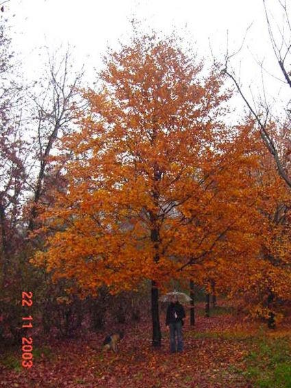 Rode Beukenboom (Fagus sylvatica 'Atropunicea' ) | Directplant