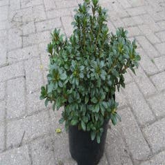Japanse Azalea (Rhododendron 'Geisha Pink')
