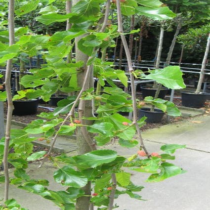 Moerbei als treurboom (Morus alba 'Pendula')