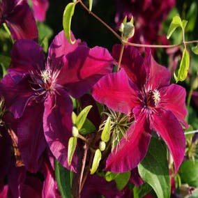 Clematis 'Huvi' bestellen en online kopen