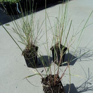 Helmgras (Ammophila arenaria)