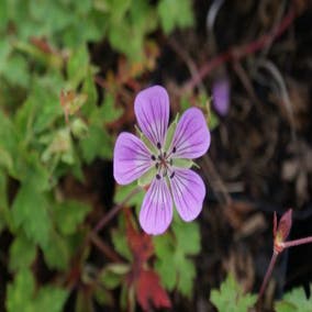 Ooievaarsbek (Geranium 'Sweet Heidy')