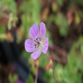Ooievaarsbek (Geranium 'Sweet Heidy')