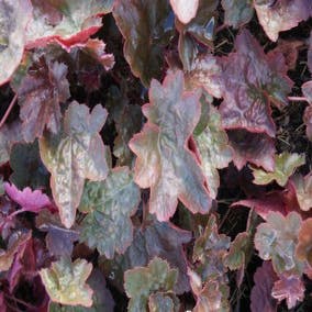 Purperklokje (Heuchera 'Rachel')