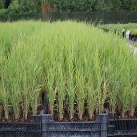 Riet (Phragmites australis)