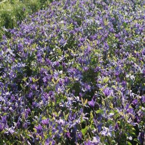 Clematis 'Arabella' bestellen online bij Directplant