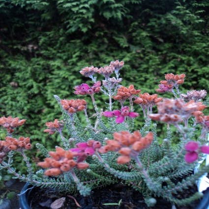 Gewone Dopheide (Erica tetralix)