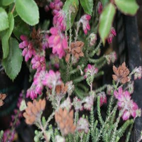 Gewone Dopheide (Erica tetralix 'Con Underwood')