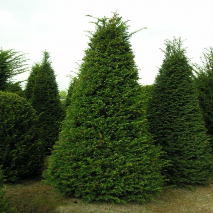Taxus als Egyptische pyramide (Taxus baccata)