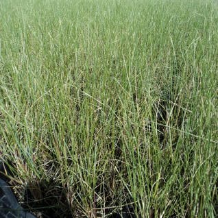 Helmgras (Ammophilla arenaria) | Directplant