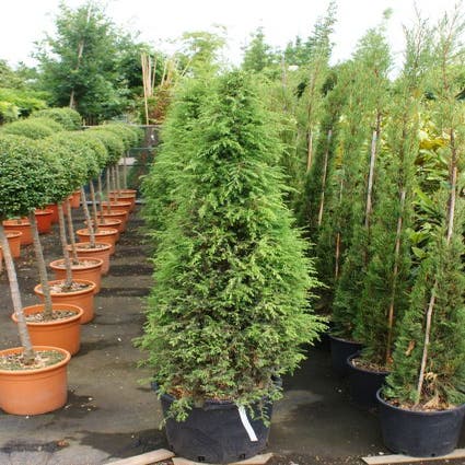 Juniperus communis 'Hibernica' (zuilvormige Jenever) bestellen en ...
