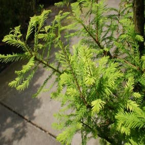 Moerascipres (Taxodium distichum)
