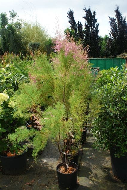Tamarisk (Tamarix ramosissima) | Directplant