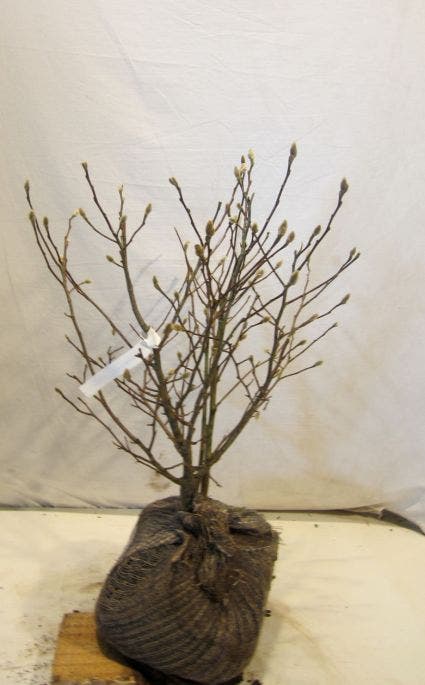 Stermagnolia (Magnolia stellata) | Directplant