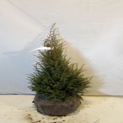 Juniperus communis 'Hibernica' (zuilvormige Jenever) bestellen en ...