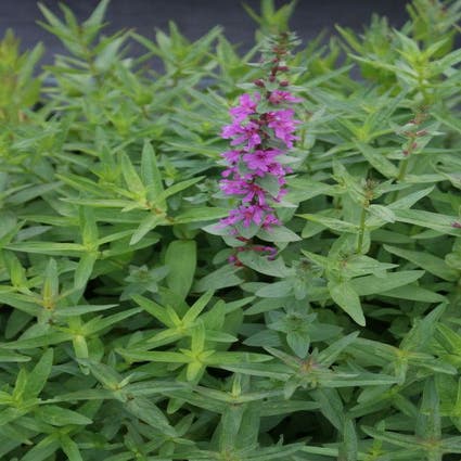 Lythrum sal. 'Rosy Gem'
