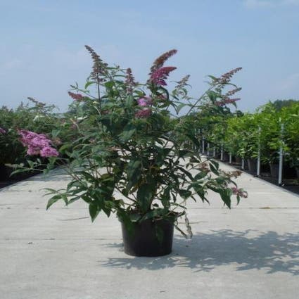Vlinderstruik (Buddleja davidii 'Royal Red')