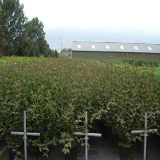 Kornoelje (Cornus alba 'Kesselringii')