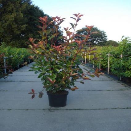 Photinia Red Robin kopen? Glansmispel met groeigarantie!