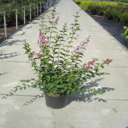 Sering (Syringa microphylla 'Superba')