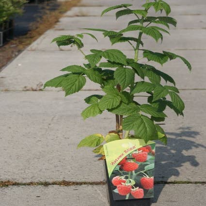 Framboos (Rubus idaeus 'Autumn Bliss')