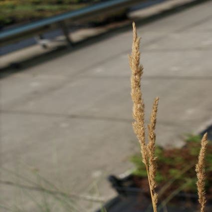 Helmgras (Ammophilla arenaria) | Directplant