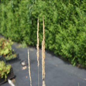 Helmgras (Ammophilla arenaria) | Directplant