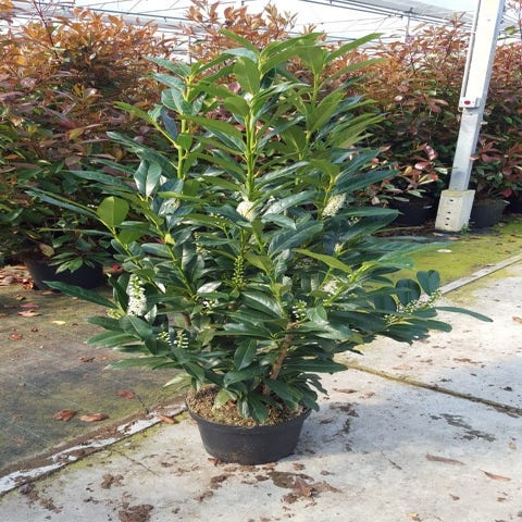 Laurier (Prunus laurocerasus 'Elly')