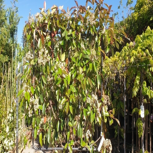 Glansmispel halfstam als leiboom (Photinia fraseri 'Red Robin')