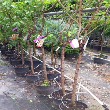 Amandelboom (Prunus dulcis 'Robijn')