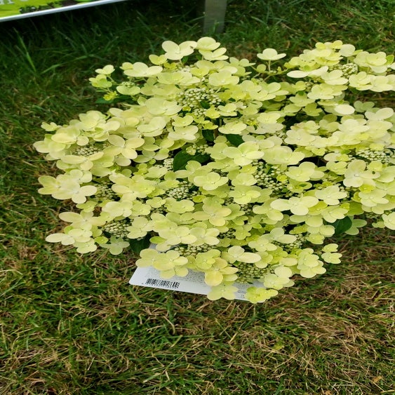 Hortensia (Hydrangea paniculata 'Swirch Ophelia')