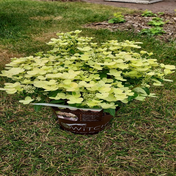 Hortensia (Hydrangea paniculata 'Swirch Ophelia')