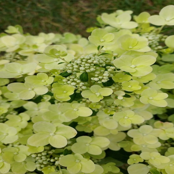 Hortensia (Hydrangea paniculata 'Swirch Ophelia')