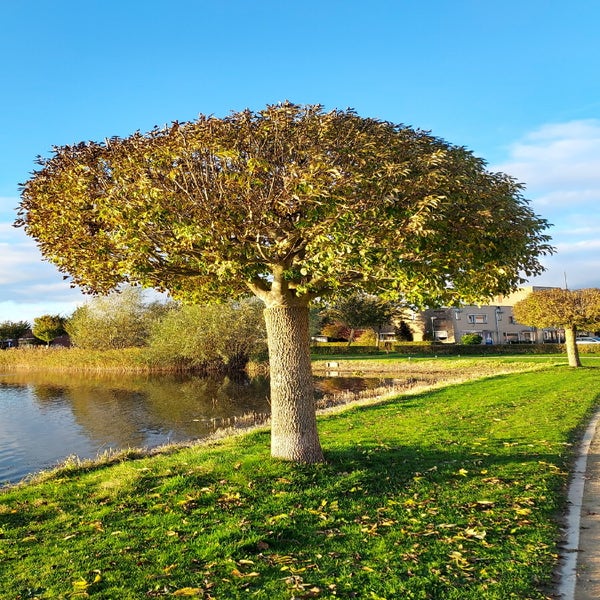 Pluim Es (Fraxinus ornus 'Meczek')