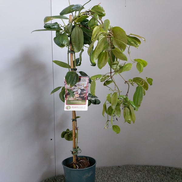 Groenblijvende Clematis kopen? Clematis Hendersonii Rubra met garantie