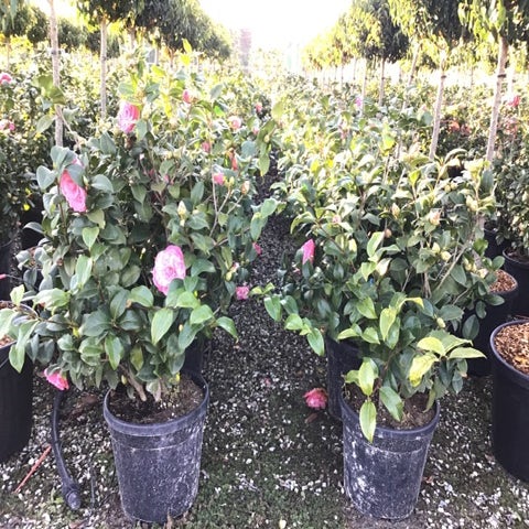 Camellia (Camellia japonica 'Marie Bracey')