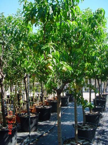 Perzikboom (Prunus persica) | Directplant