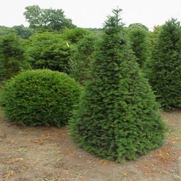 Taxus als Egyptische pyramide (Taxus baccata)