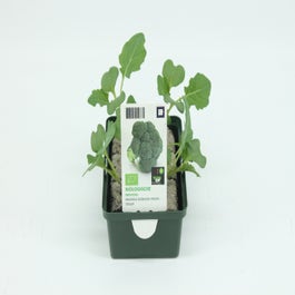 Broccoli-BIO