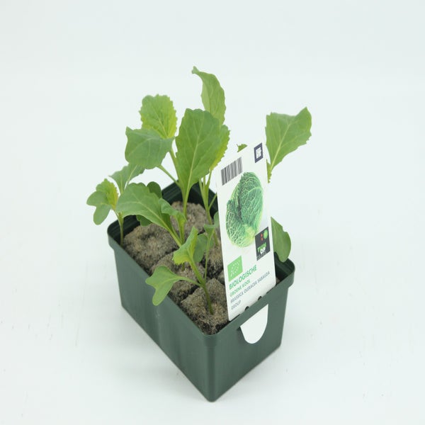 Groene Kool biologisch-BIO