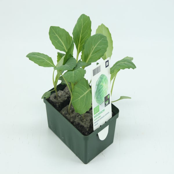 Witte kool-BIO