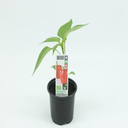 Paprika rood-BIO