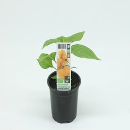 Surinaamse Peper Geel BIO