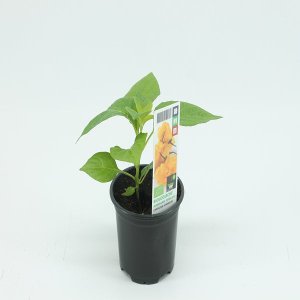 Surinaamse Peper Geel BIO